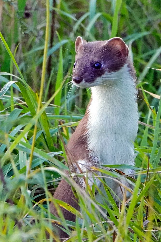 Wiesel Foto & Bild | natur, tiere, wildlife Bilder auf fotocommunity