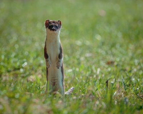 Raubtiere Bilder & Fotos