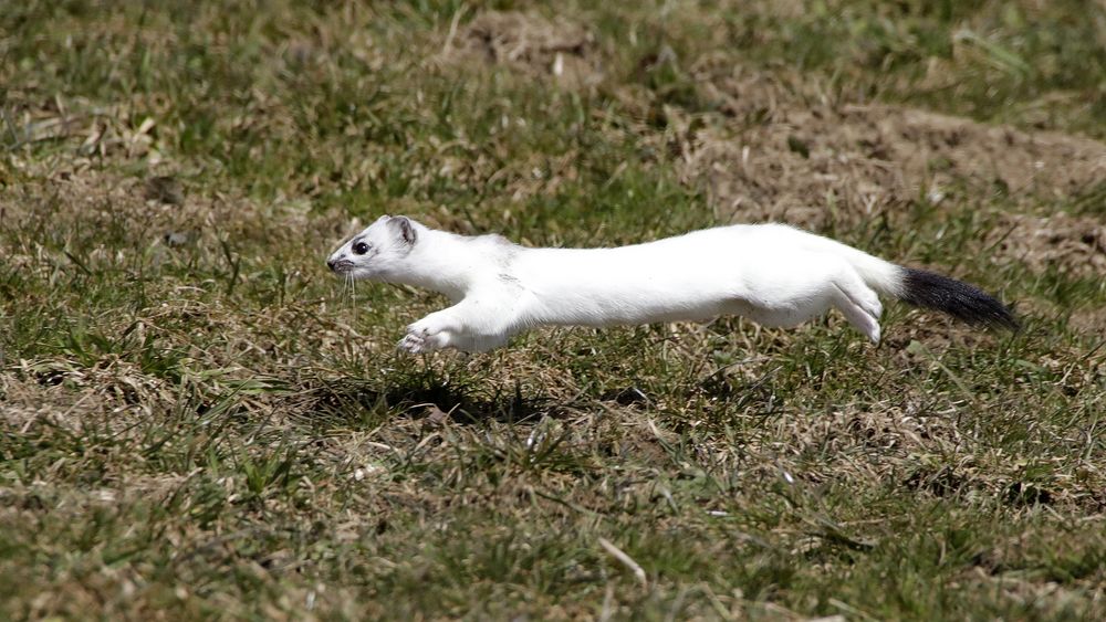 Wiesel Foto & Bild | tiere, wildlife, 04.03.2022 Bilder auf fotocommunity