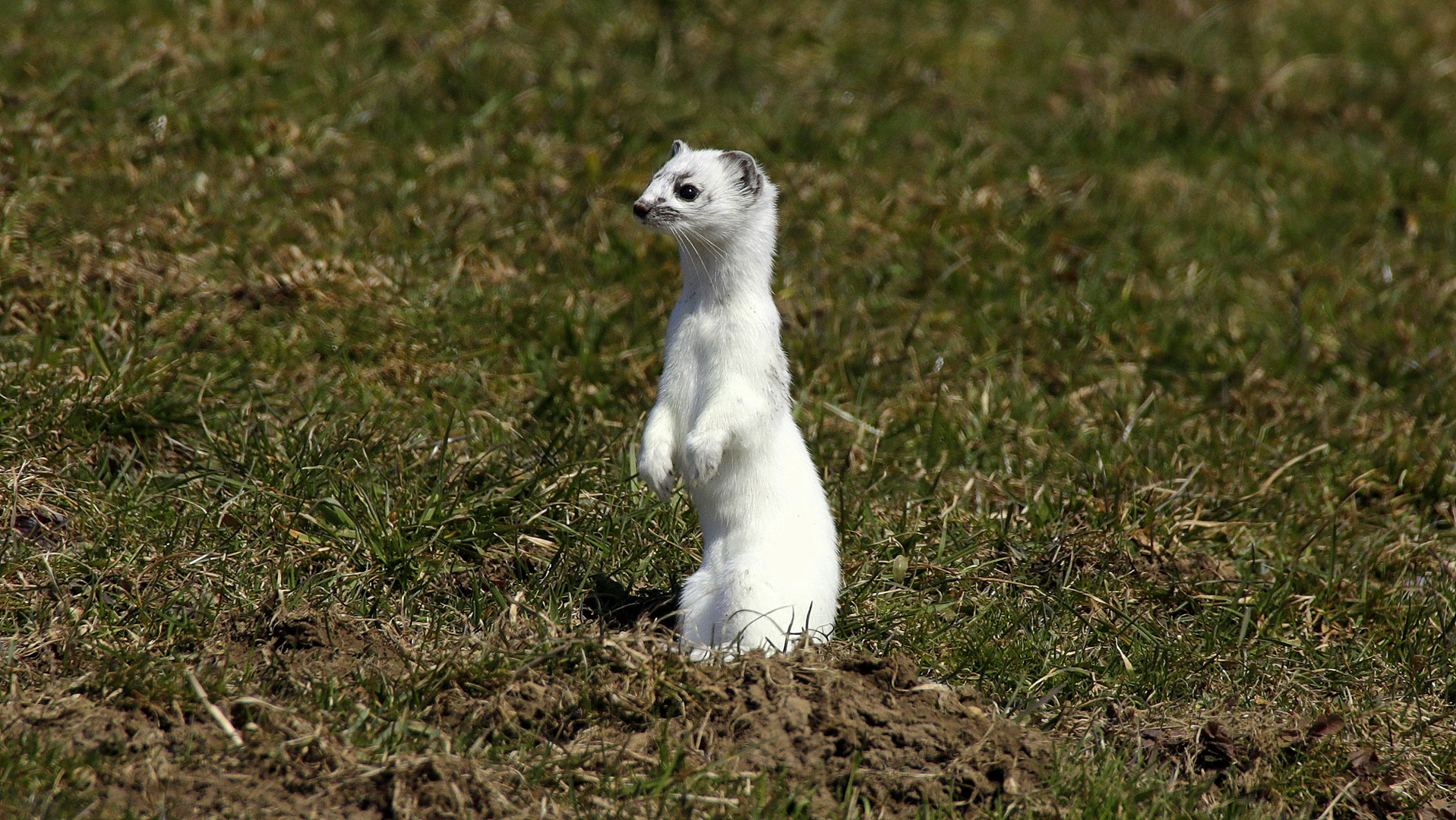 Wiesel Foto & Bild | tiere, wildlife, 04.03.2022 Bilder auf fotocommunity