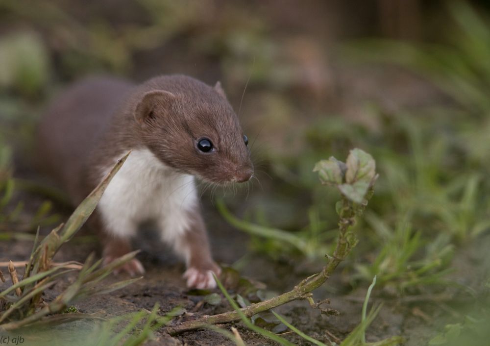 Wiesel Foto & Bild | tiere, wildlife, säugetiere Bilder auf fotocommunity