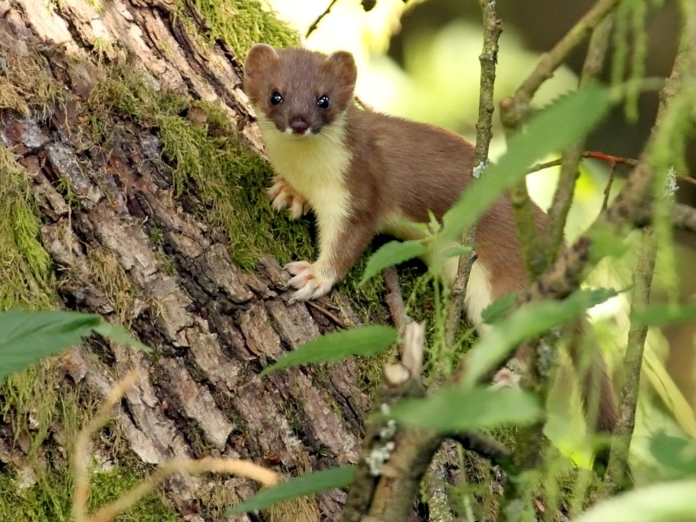 Wiesel Foto & Bild | tiere, wildlife, säugetiere Bilder auf fotocommunity