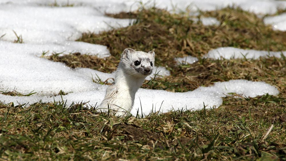 Wiesel Foto & Bild | tiere, wildlife, 04.03.2022 Bilder auf fotocommunity