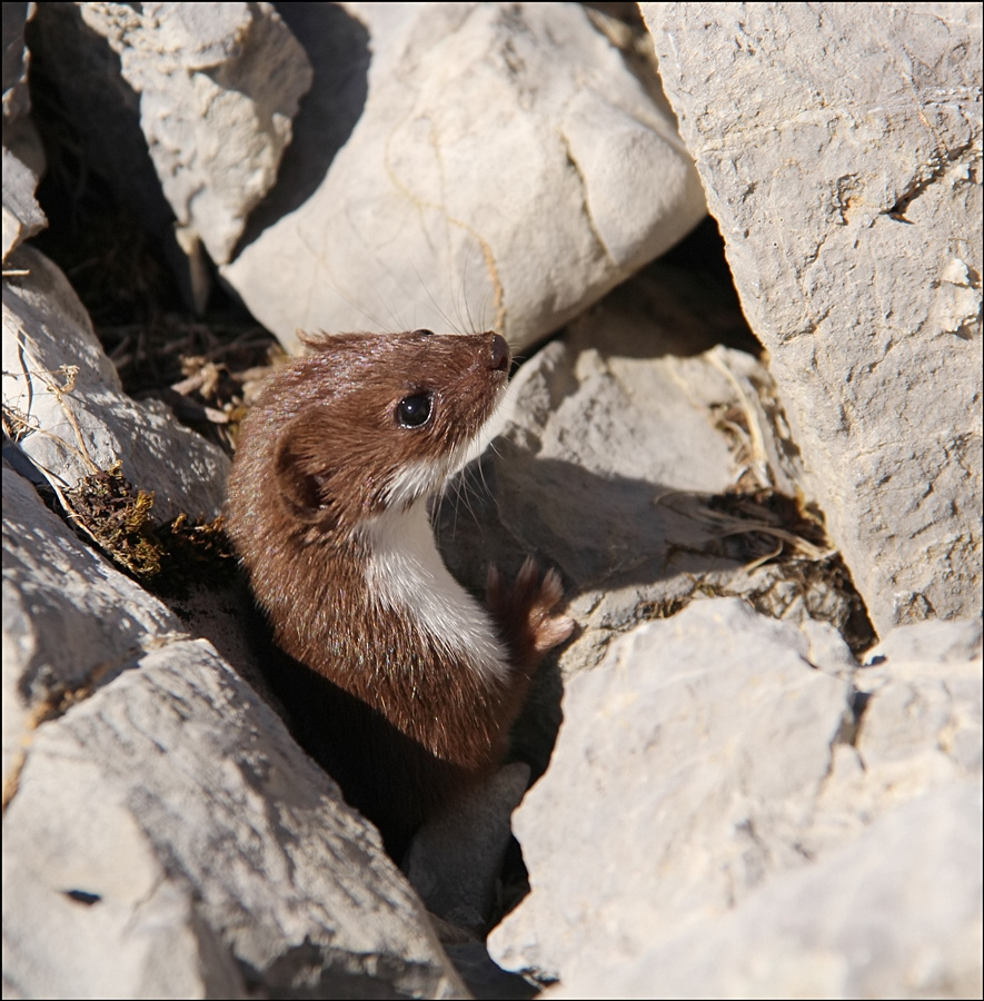 Wiesel (Hermelin) Foto & Bild | tiere, wildlife, säugetiere Bilder auf ...