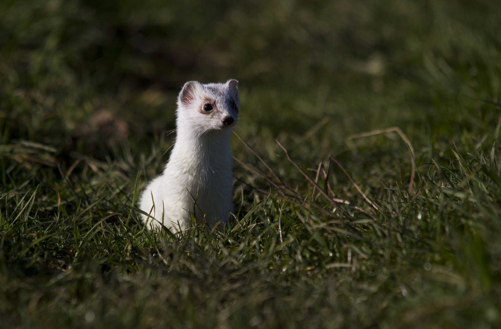 Wiesel im Winterkleid Foto & Bild | tiere, wildlife, säugetiere Bilder ...