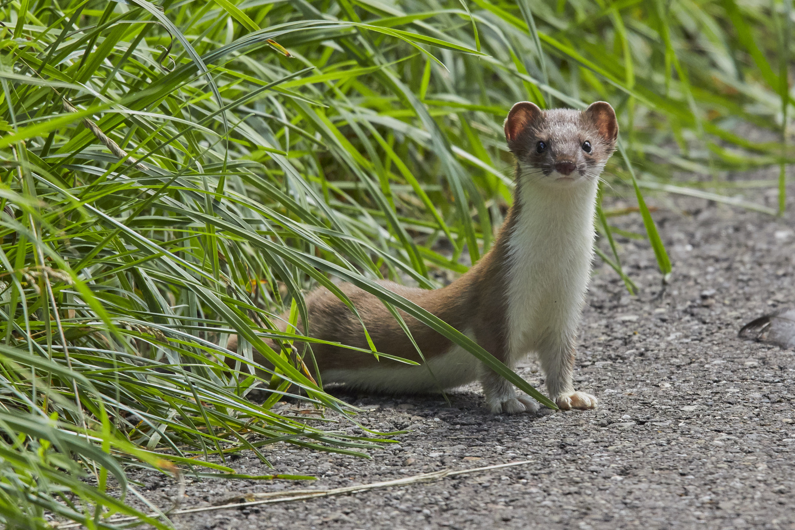 Wiesel in den Wiesen bei Riedheim/ Ulm Foto & Bild | wiese, natur ...