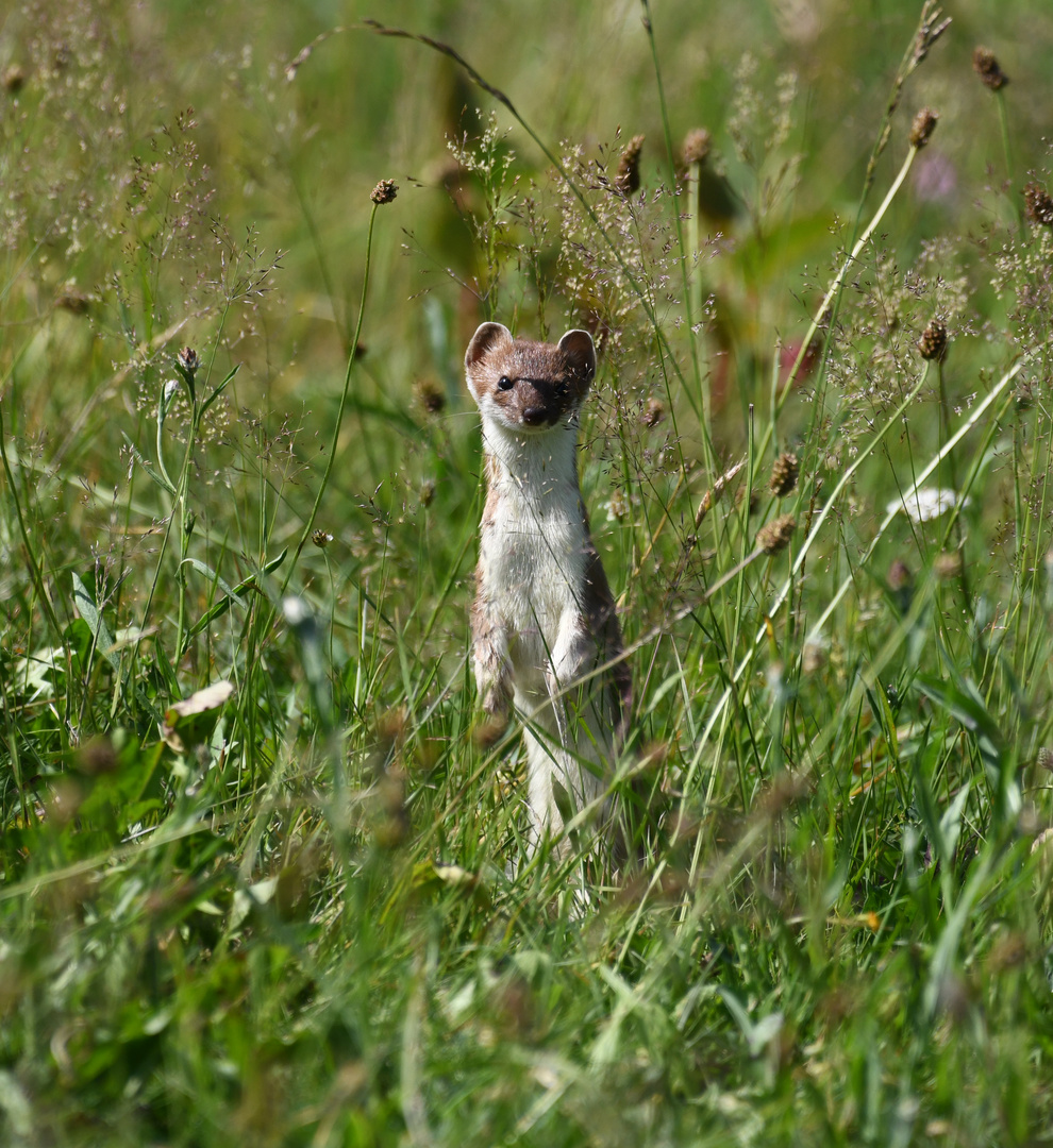 Wiesel/Hermelin Foto & Bild | natur Bilder auf fotocommunity