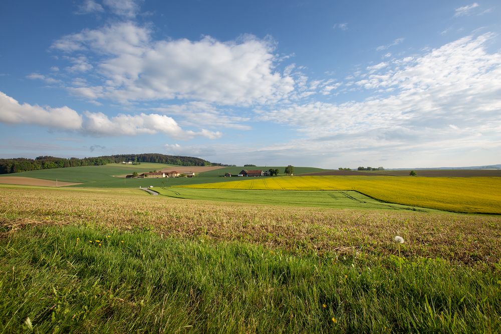 Wiesen, Felder und Raps 1 Foto & Bild | himmel, felder, natur Bilder ...