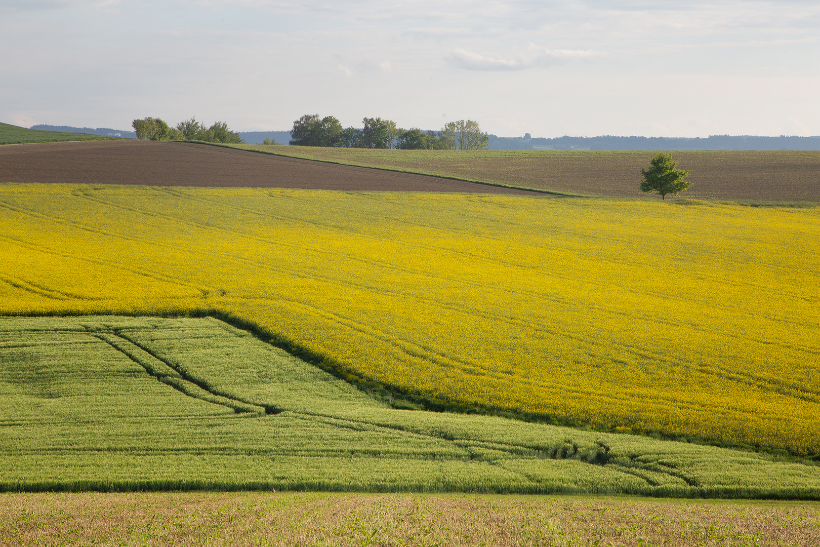 Wiesen, Felder und Raps 2 Foto & Bild | himmel, felder, natur Bilder ...