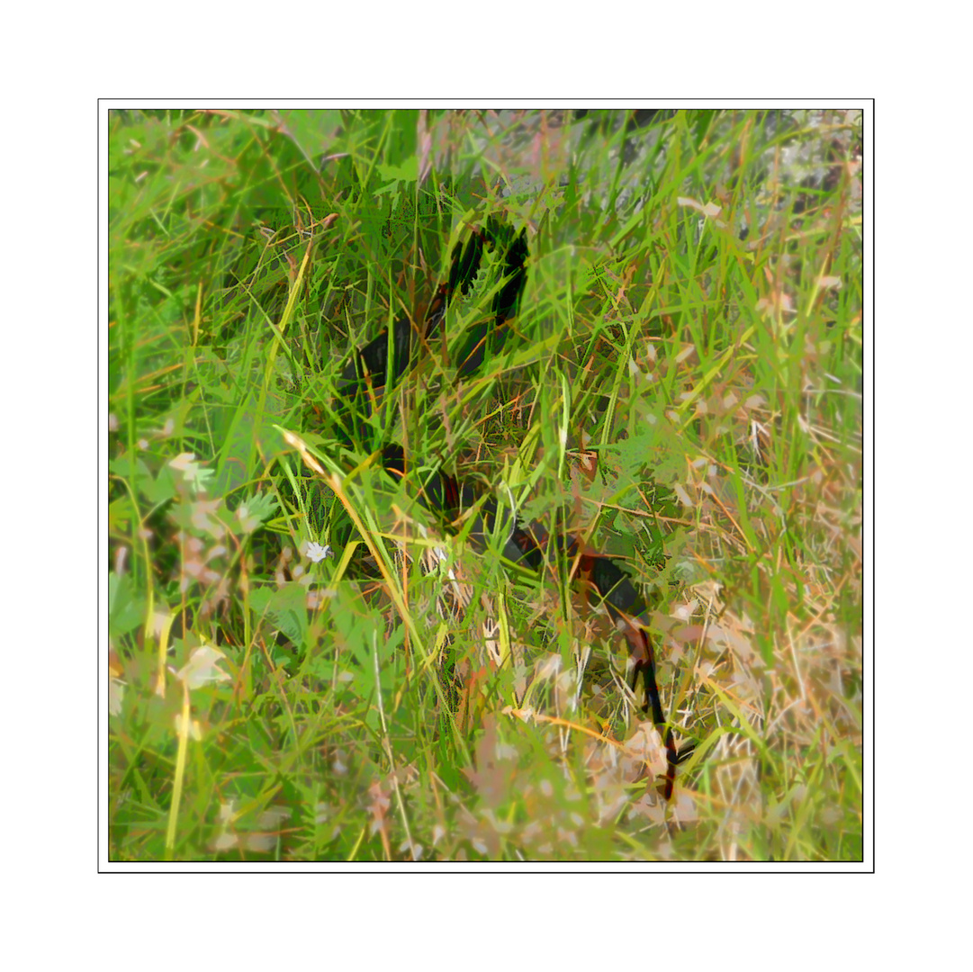 Wiesen hier und da 2 Foto & Bild | landschaft, lebensräume ...