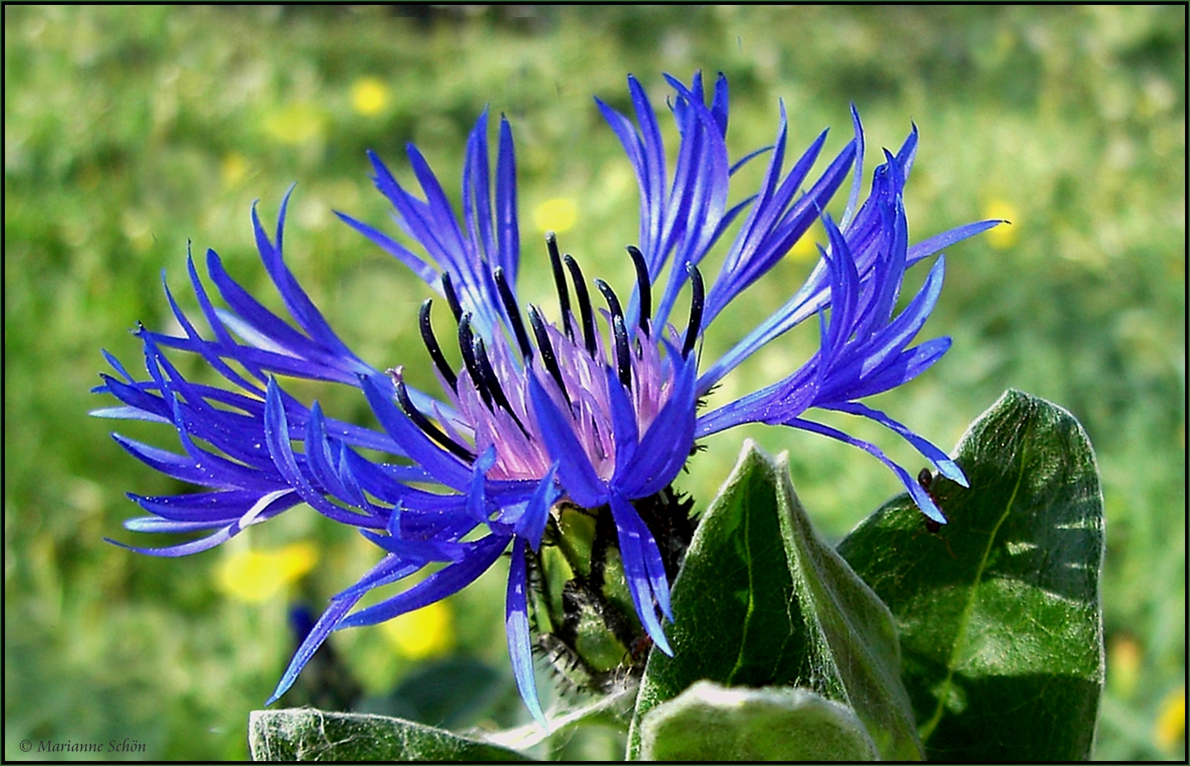 ...Wiesen-und...Berg-Flockenblume...Centaurea... Foto & Bild | spezial ...