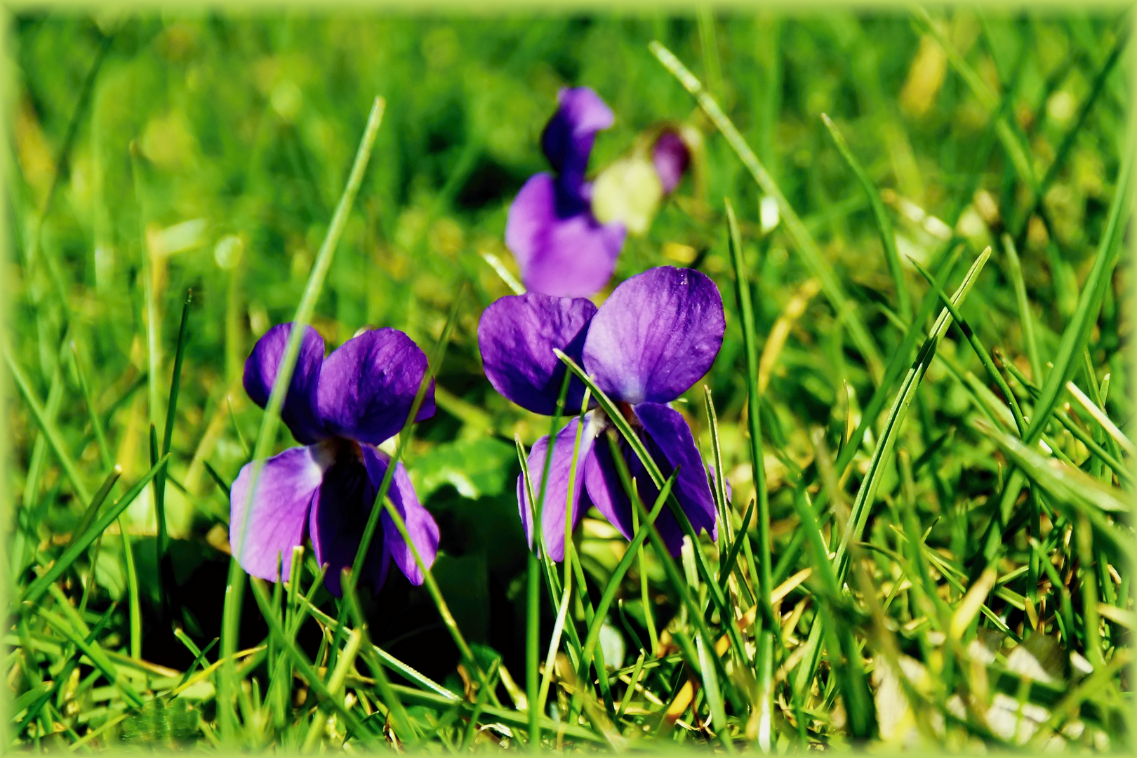 Wiesen-Veilchen Foto & Bild | wiese, natur, frühblüher Bilder auf ...