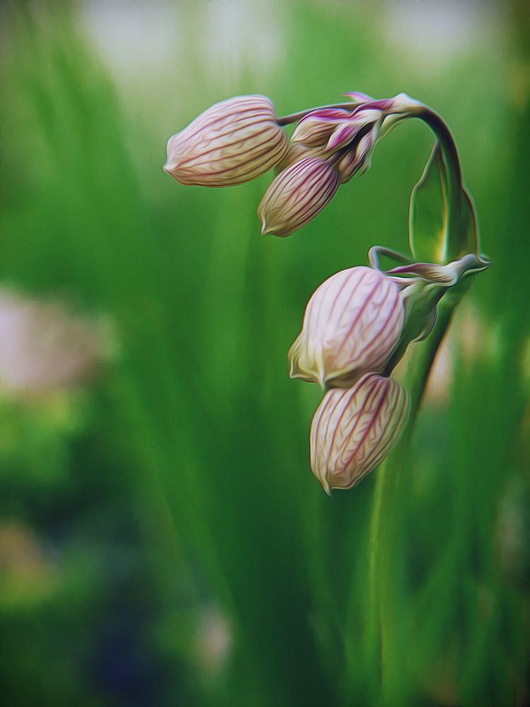 Wiesenfreude Foto & Bild | natur-makros, projekte, natur-kreativ Bilder auf fotocommunity