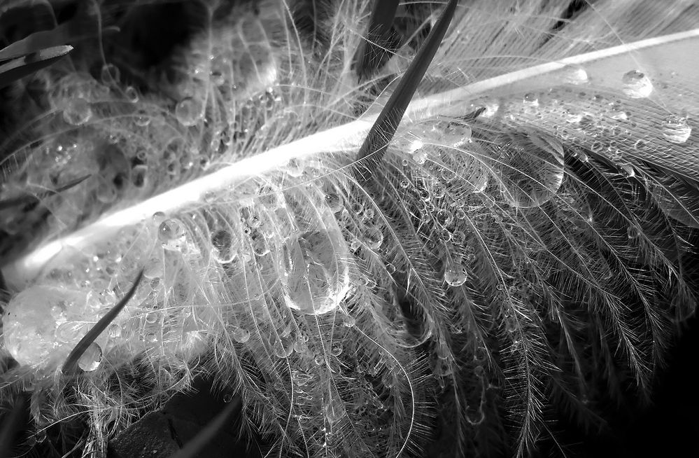 wiesenfund Foto & Bild | monochrom, bearbeitungs - techniken, digiart Bilder auf fotocommunity