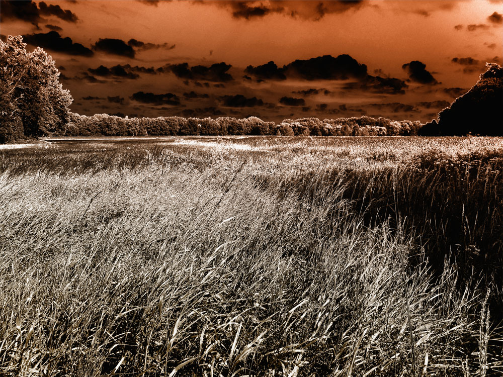 Wiesengrund 1 Foto & Bild | bearbeitungs - techniken, filtertechniken, filter & co Bilder auf ...