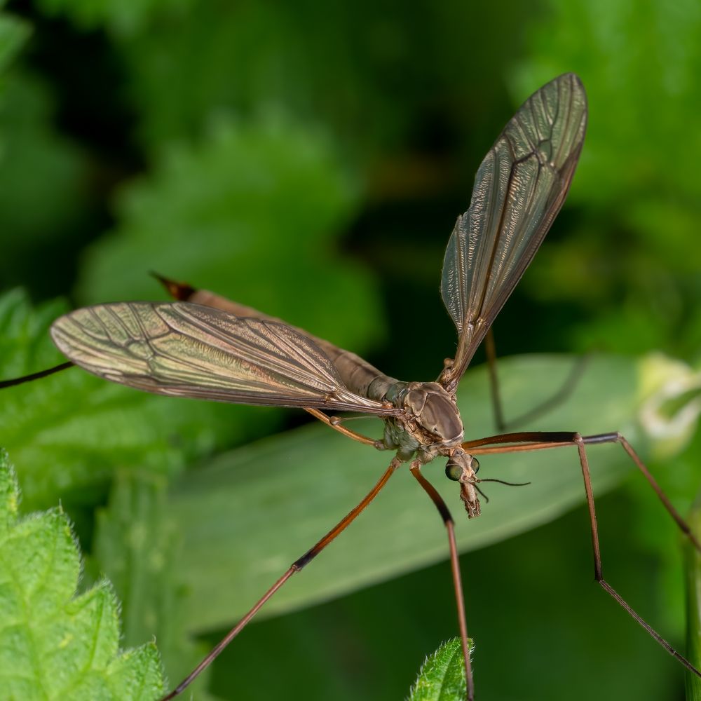 Wiesenschnake Foto & Bild | spezial, natur, fliegen Bilder auf ...