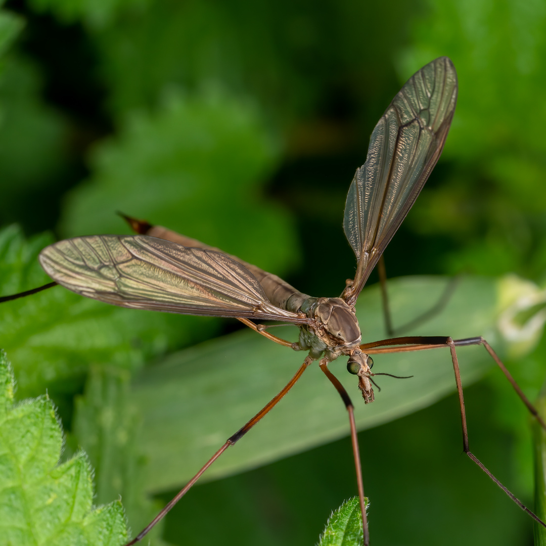 Wiesenschnake Foto & Bild | spezial, natur, fliegen Bilder auf ...