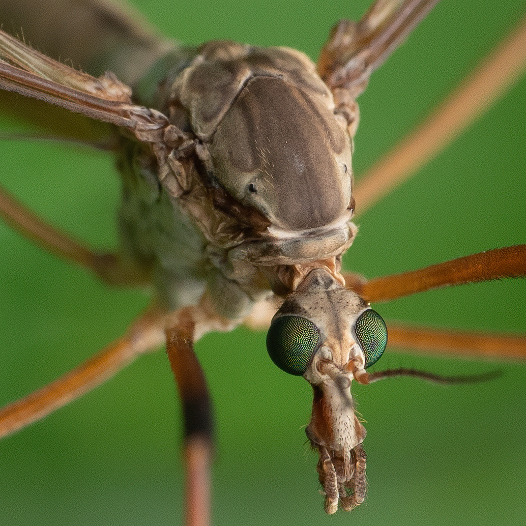 Wiesenschnake ganz nah Foto & Bild | nah- & makro, tiere, wildlife ...