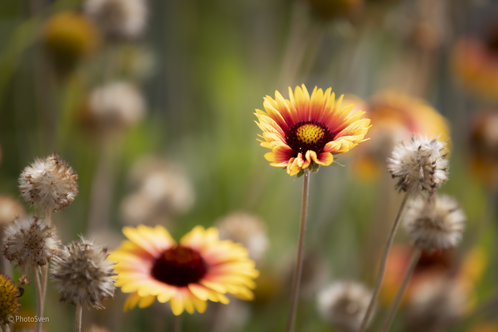 Wiesenspaziergang_010 Foto & Bild | pflanzen, pilze & flechten, blüten- & kleinpflanzen, outdoor ...