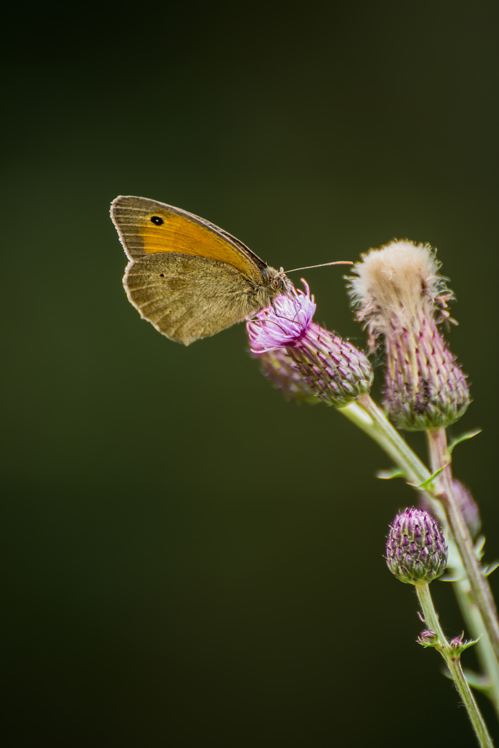 Wiesenvögelchen Foto & Bild | frühling, berlin, natur Bilder auf ...