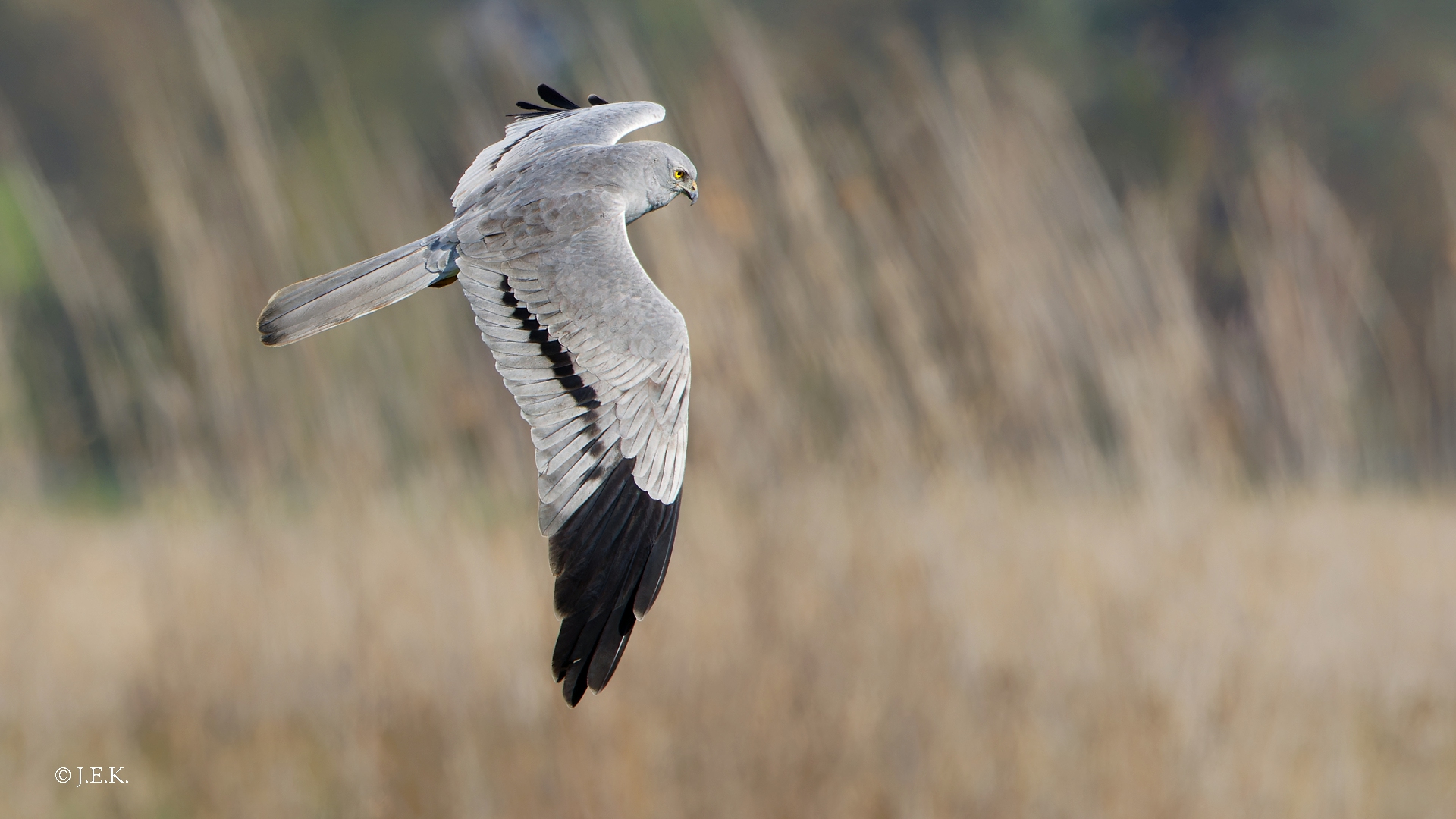 Wiesenweihe 2 Foto & Bild | vögel, greifvögel, weihen Bilder auf ...