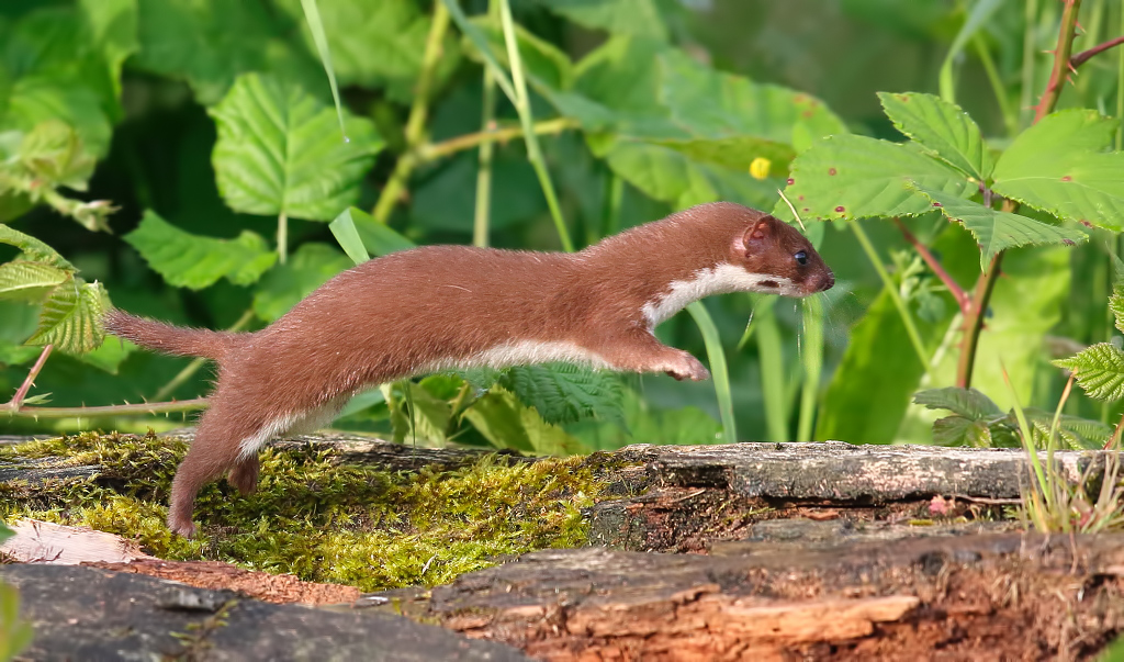 Wiezel Foto & Bild | tiere, wildlife, natur Bilder auf fotocommunity