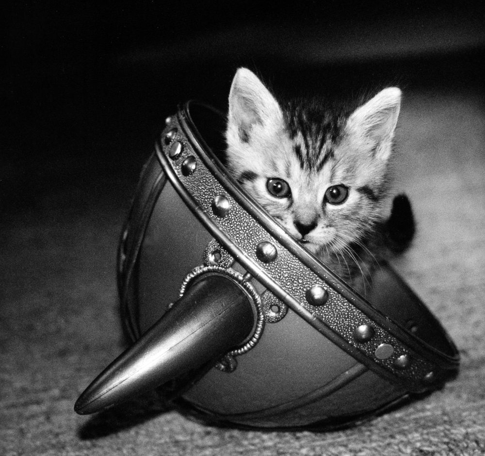 Wikinger-Katze - Bild & Foto von Sue Bürger aus Schwarzweißfotografie ...