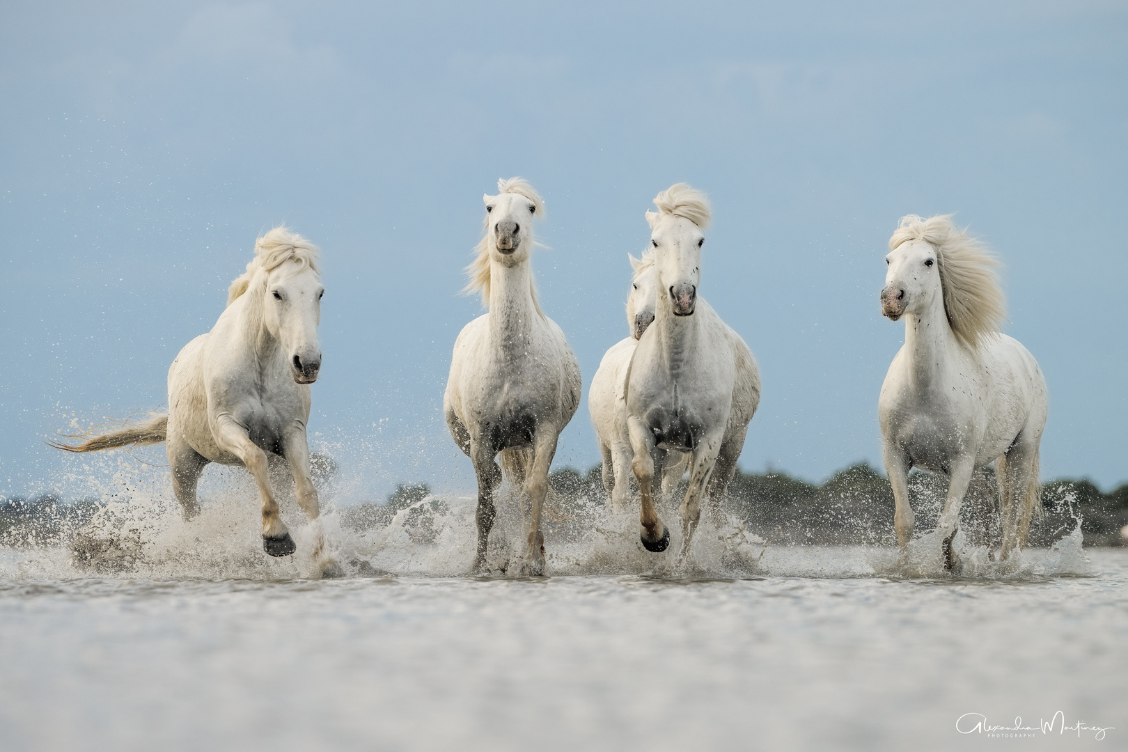 ***wild*** Foto & Bild | europe, france, tiere Bilder auf fotocommunity