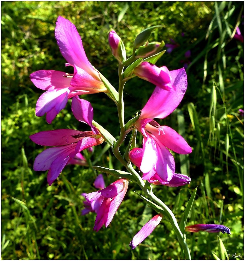 Wild Gladiolen im morgendlichen Licht Foto & Bild | pflanzen, pilze ...