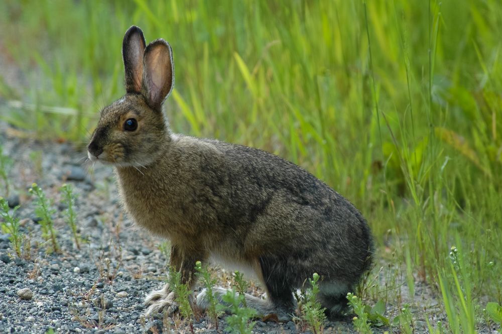 Wild Hase Foto & Bild | tiere, wildlife, säugetiere Bilder auf ...