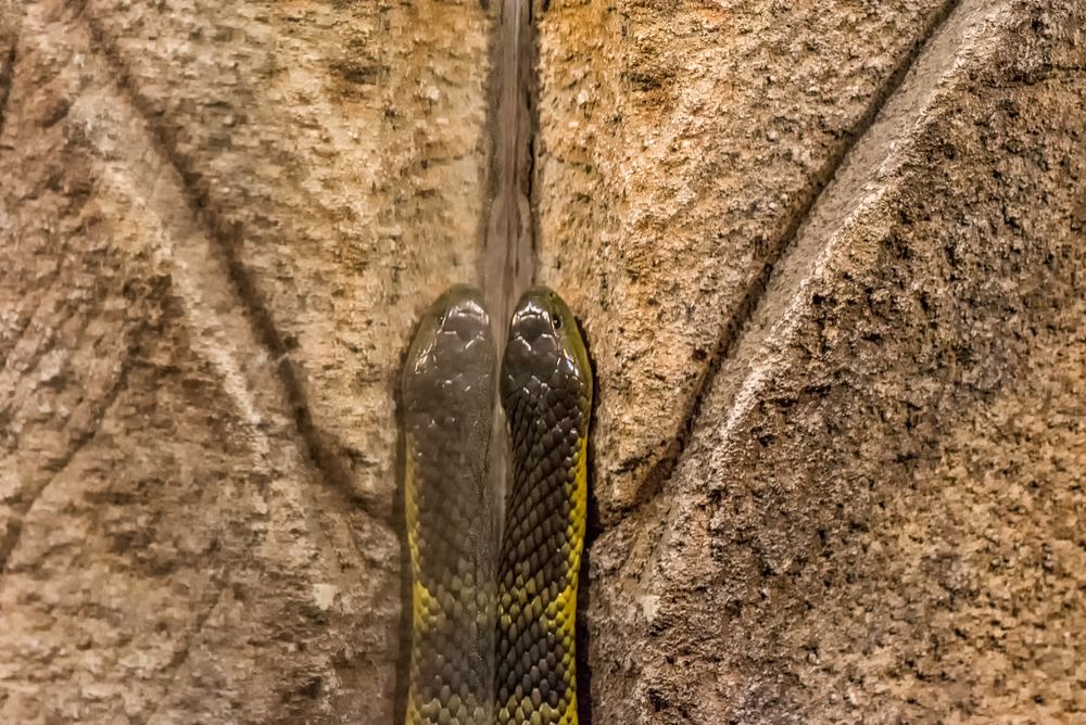 Wild Life Sydney Zoo - Sydney, Australien Foto & Bild | australia ...