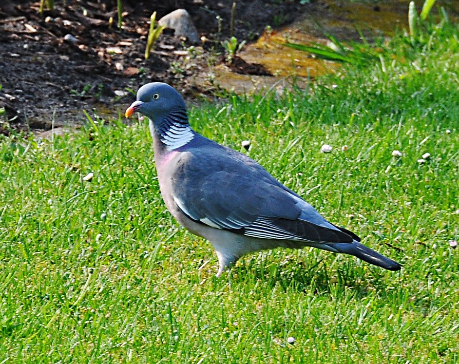 Wild Taube Foto & Bild | tiere, wildlife, wild lebende vögel Bilder auf ...