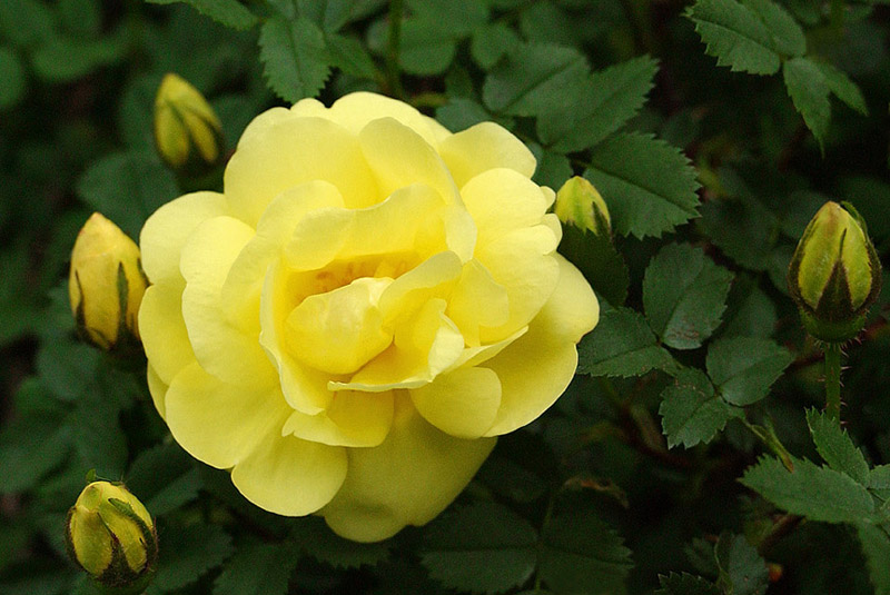 Wild Yellow Roses Foto & Bild | reportage dokumentation, motive Bilder ...