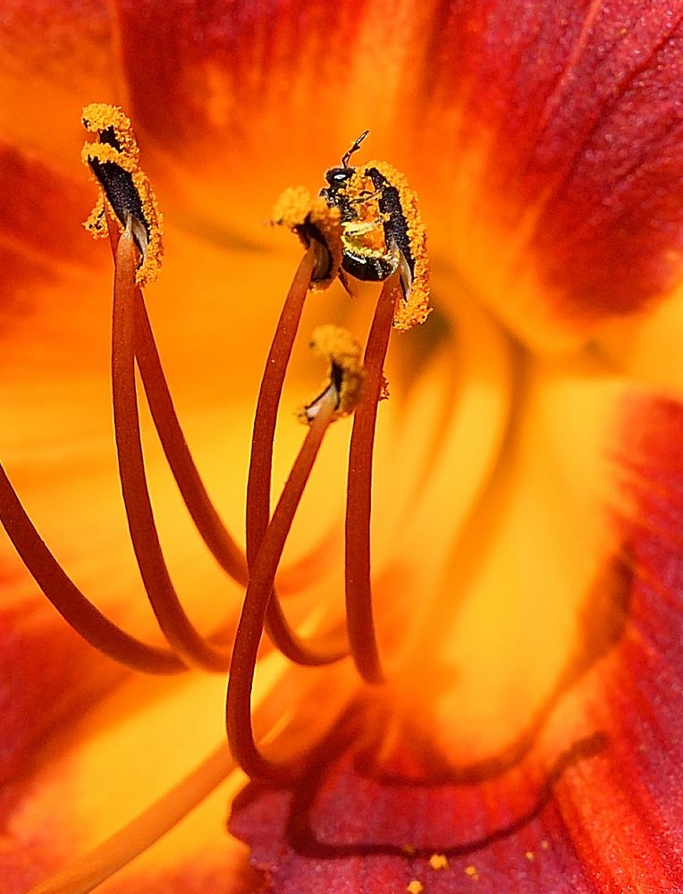 Wildbiene baut Pollen ab Foto & Bild | tiere, wildlife, insekten Bilder ...