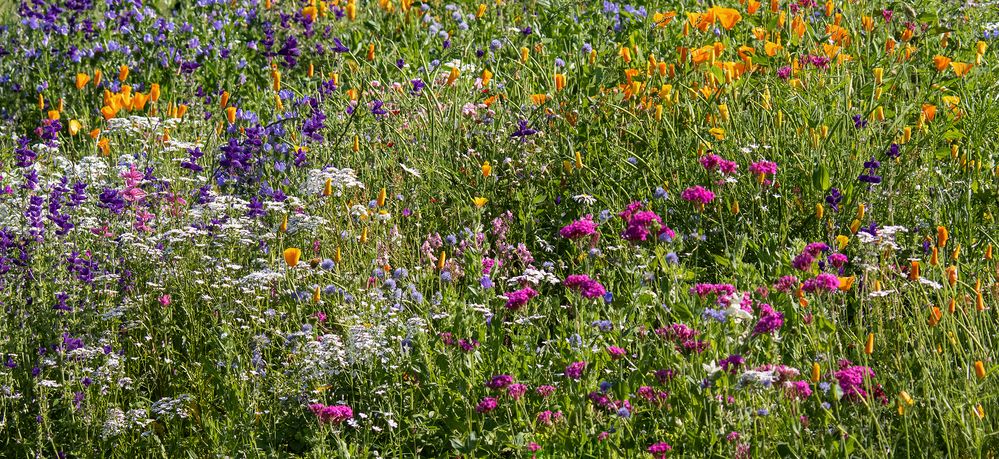 Wildblumen 002 Foto & Bild | pflanzen, pilze & flechten, landschaft, blüten- & kleinpflanzen ...