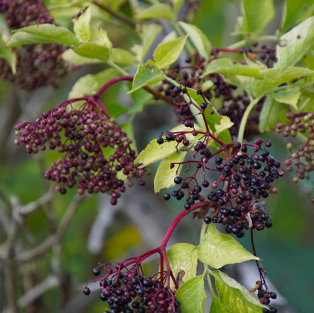Wilde Früchte: Holunder Foto & Bild | world, sommer, brandenburg Bilder ...