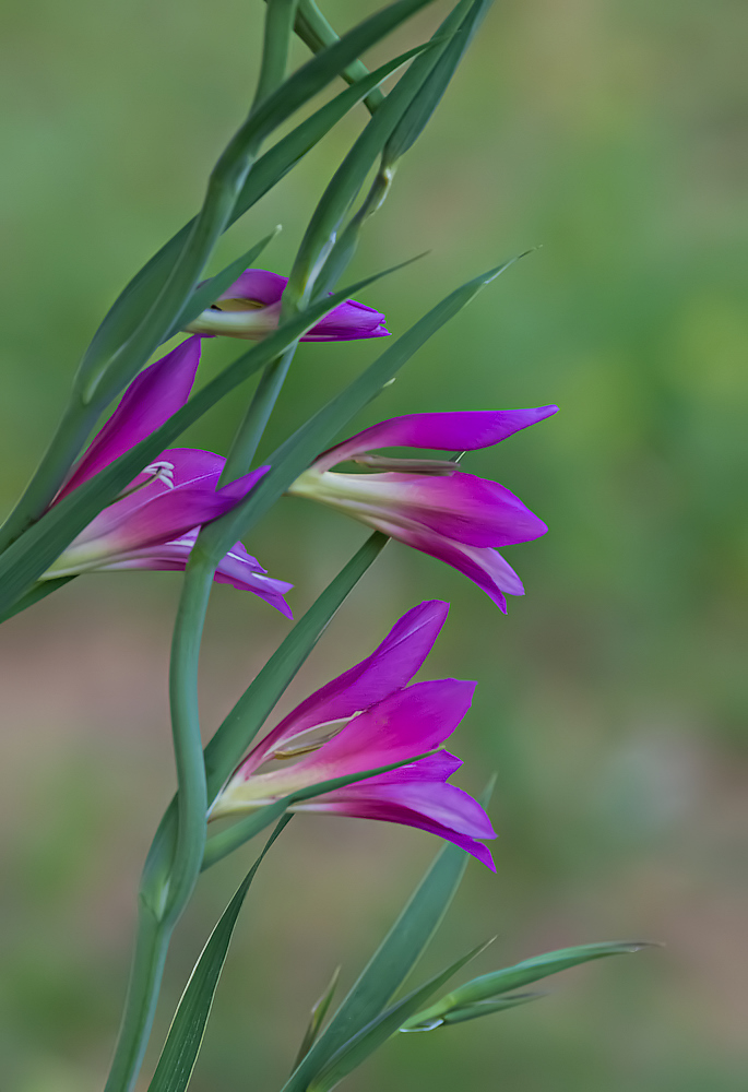 wilde Gladiolen Foto & Bild | pflanzen, pilze & flechten, blüten ...