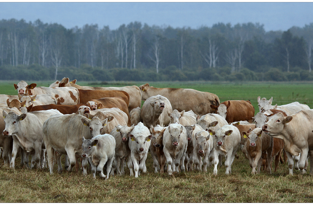 wilde horde Foto & Bild | tiere, haustiere, nutztiere Bilder auf ...