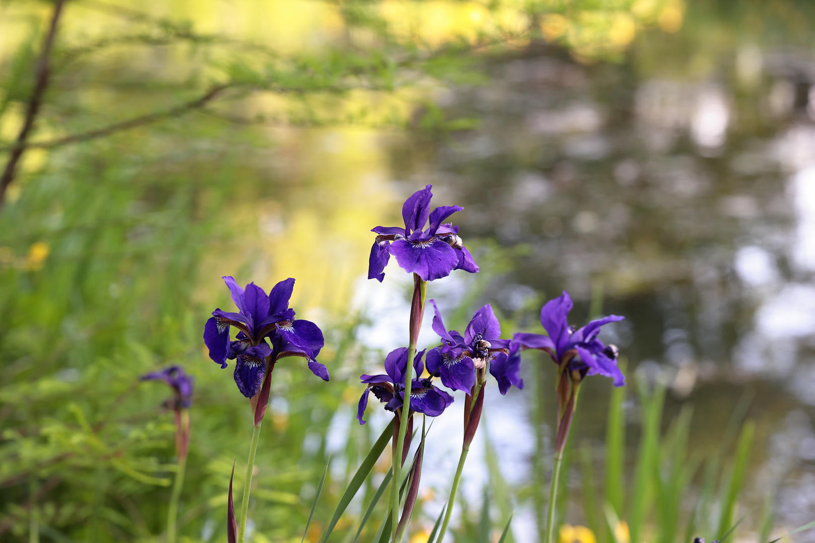 wilde Iris..... Foto & Bild | natur-makros, projekte, natur-kreativ Bilder auf fotocommunity