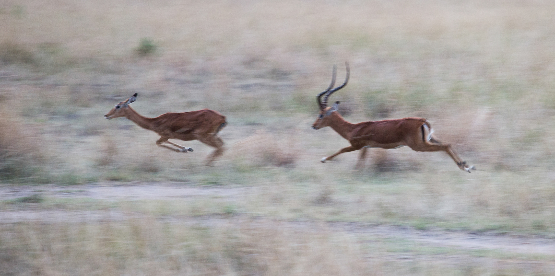 Wilde Jagd Foto & Bild | africa, experimente, eastern africa Bilder auf ...