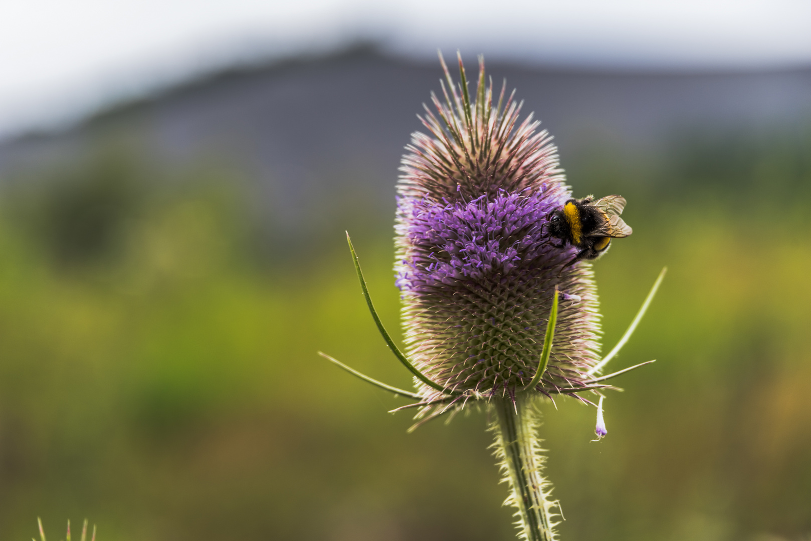 Wilde Karde Foto & Bild | sommer, natur, pflanzen Bilder auf fotocommunity