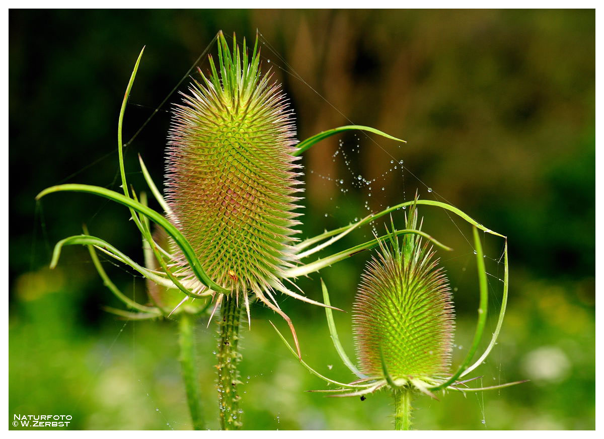 - Wilde Karde - Foto & Bild | pflanzen, pilze & flechten, blüten ...