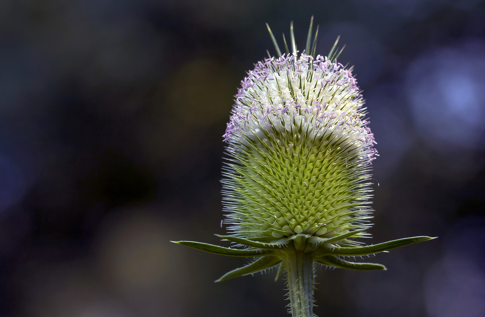 wilde Karde.... Foto & Bild | makro, natur, pflanzen Bilder auf ...
