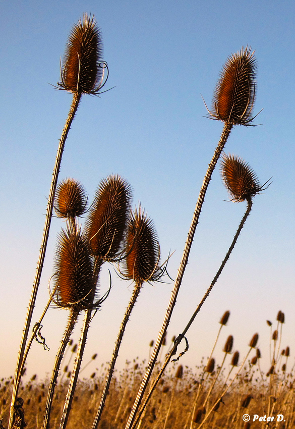 Wilde Karde (2) Foto & Bild | pflanzen, pilze & flechten, blüten ...