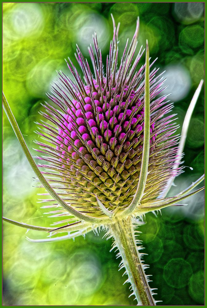 Wilde Karde Foto & Bild | nahaufnahme, pflanzen, blüten Bilder auf ...