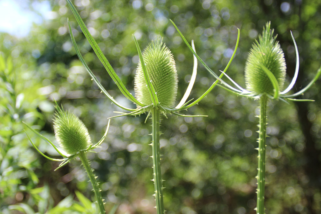 Wilde Karde Foto & Bild | pflanzen, samen, natur, knospen Bilder auf ...