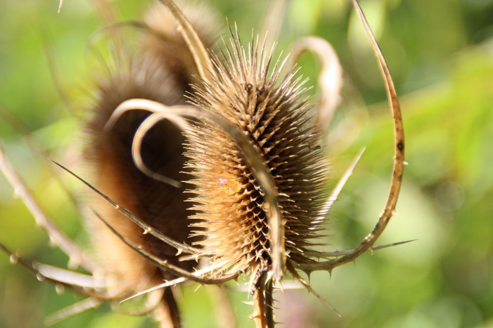 wilde Karde Foto & Bild | pflanzen, samen, natur, pflanzen Bilder auf ...