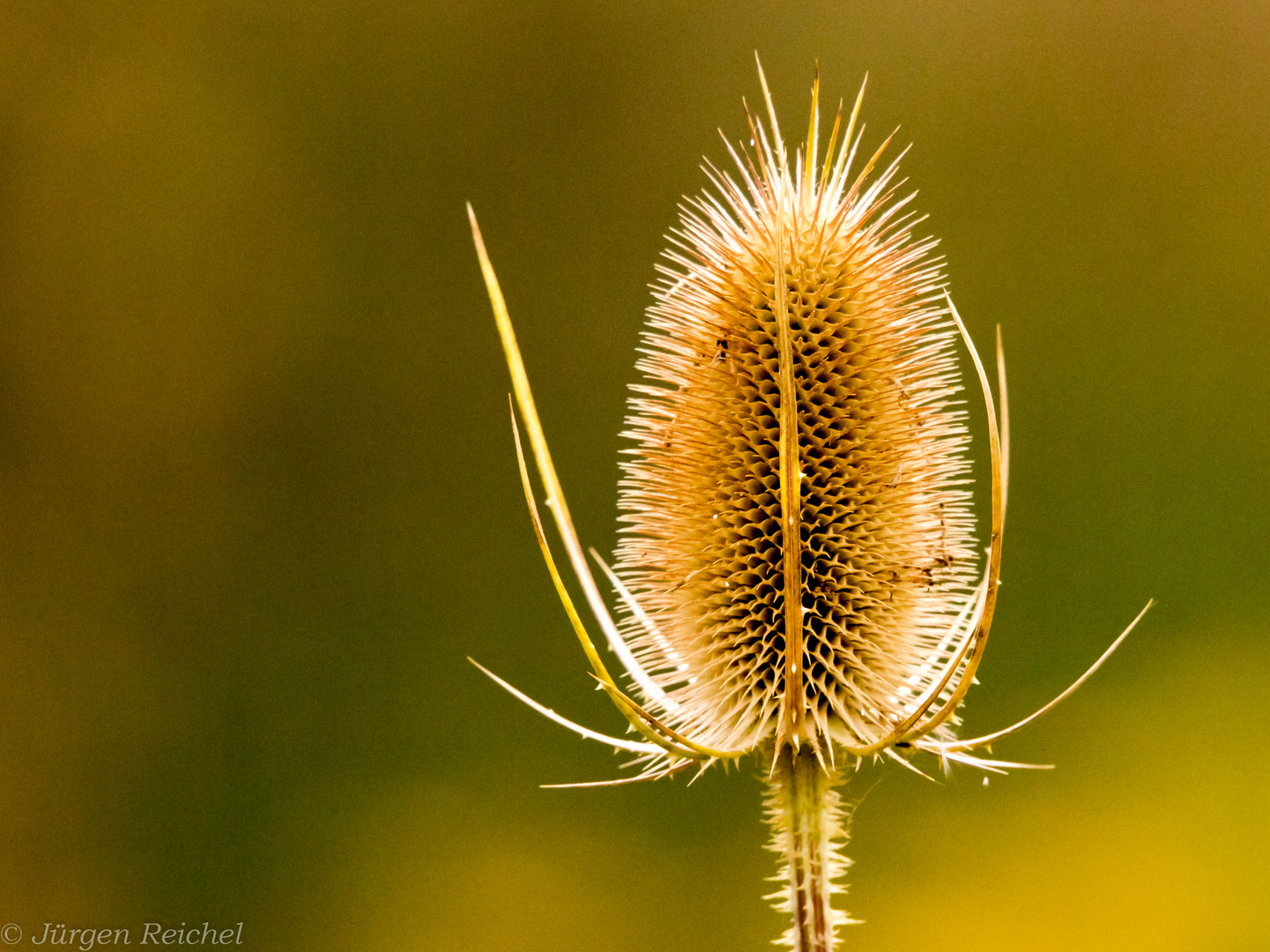 Wilde Karde Foto & Bild | pflanzen, pilze & flechten, blüten ...
