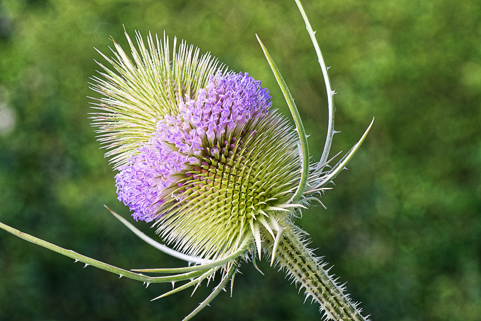 Wilde Karde Foto & Bild | spezial, sommer, natur Bilder auf fotocommunity