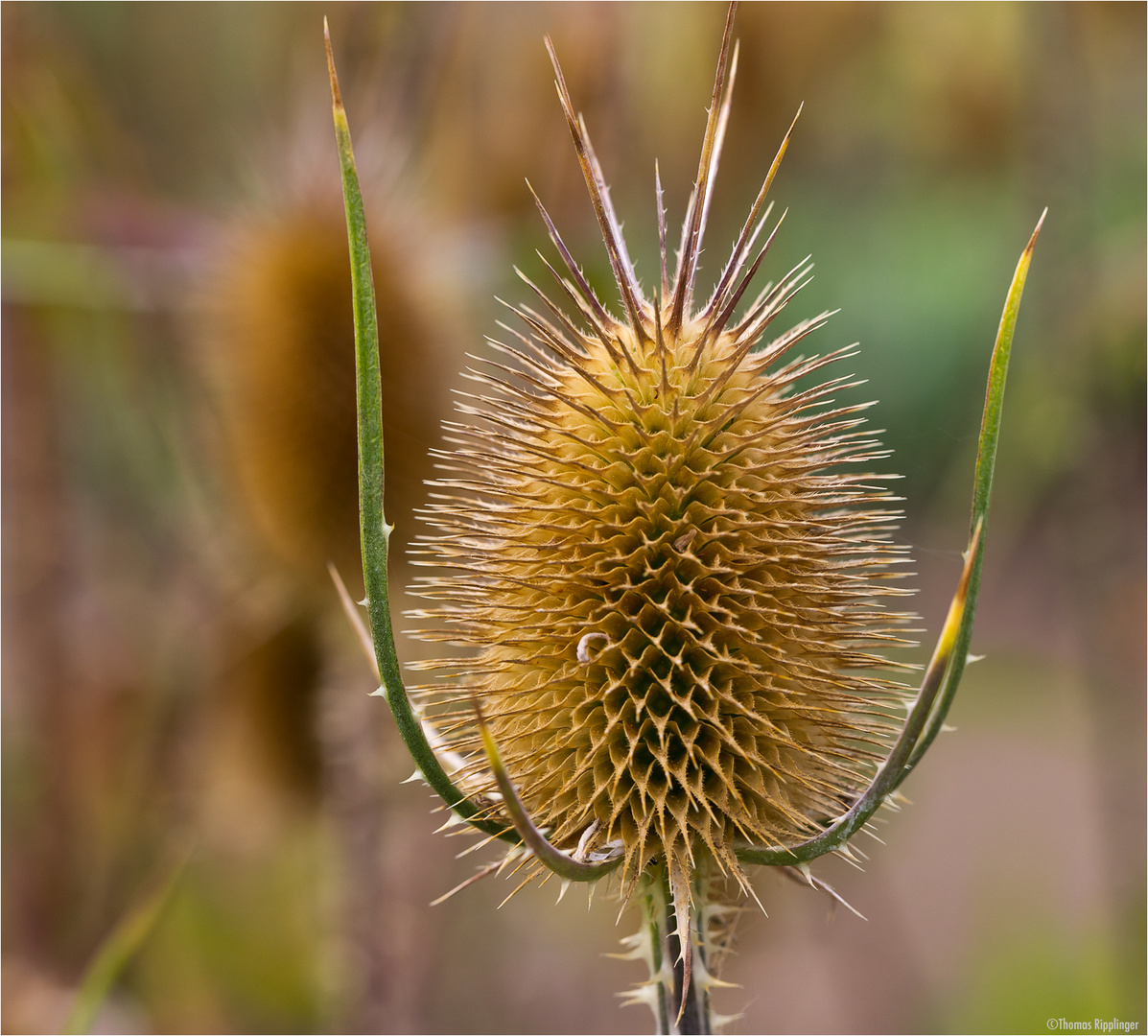Wilde Karde Foto & Bild | pflanzen, pilze & flechten, blüten ...